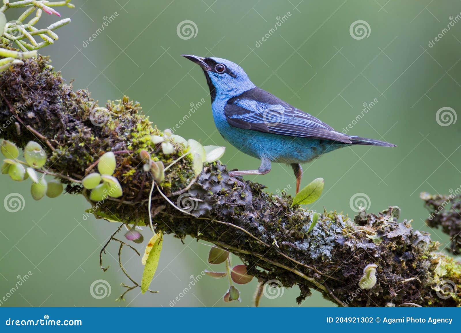 Blauwe Pitpit, Blue Dacnis, Dacnis Cayana Stock Photo - Image of dacnis ...