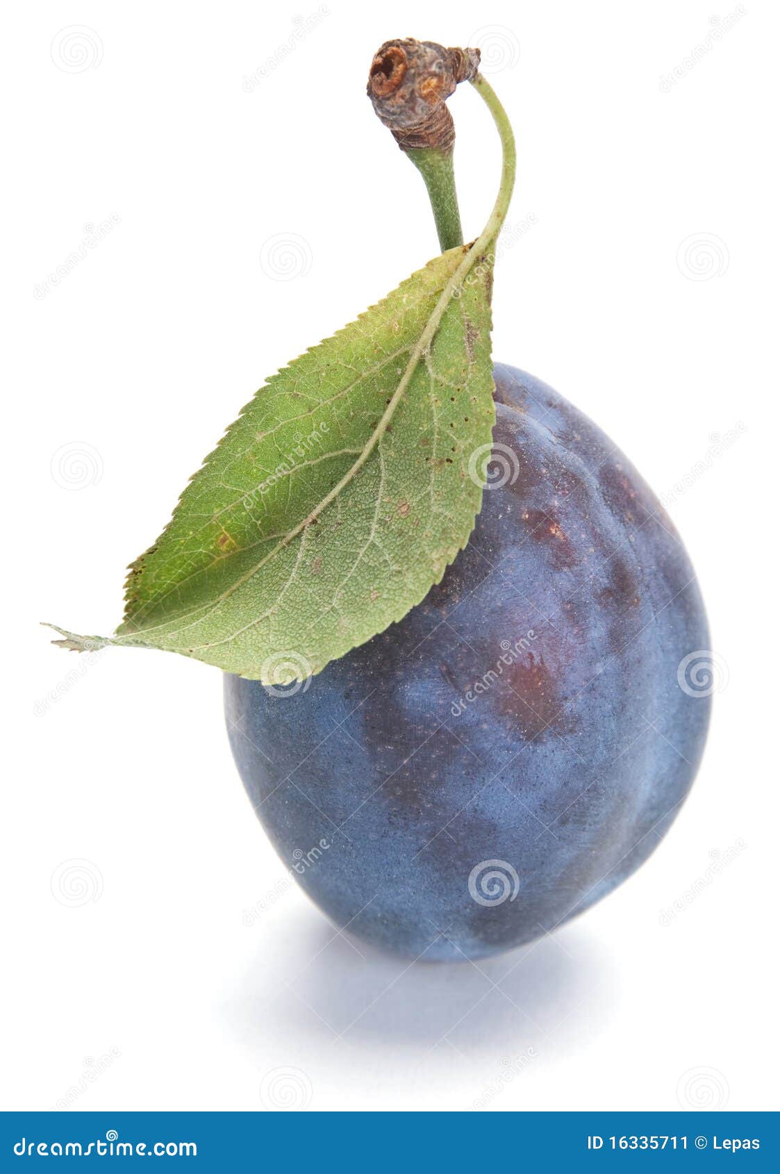 Blauwe pruim stock afbeelding. Image of pruim, schaduw - 16335711