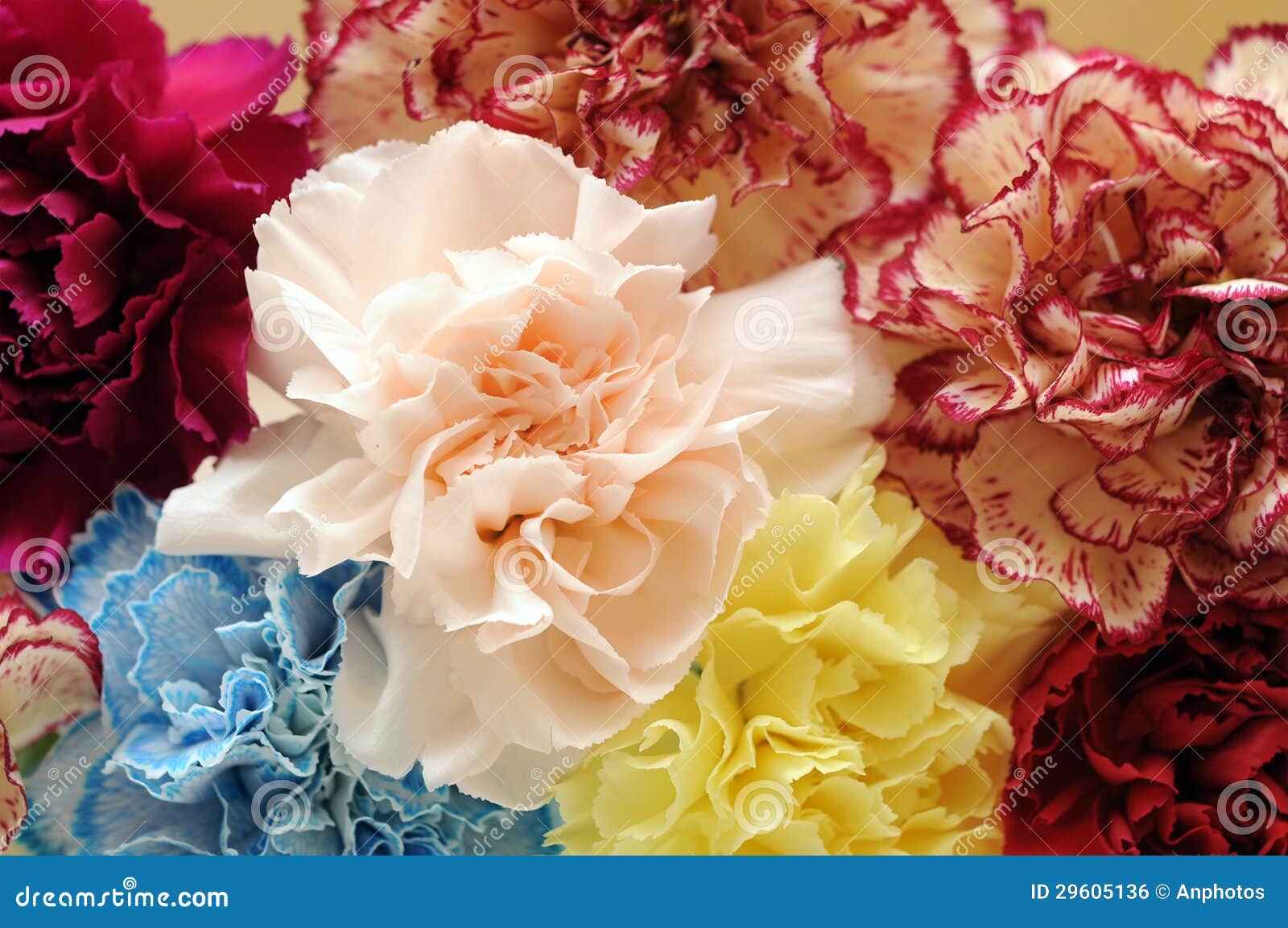 Blauwe, Purpere, Gele, Rode Anjer Stock Foto - Image of bloeien, kleur ...