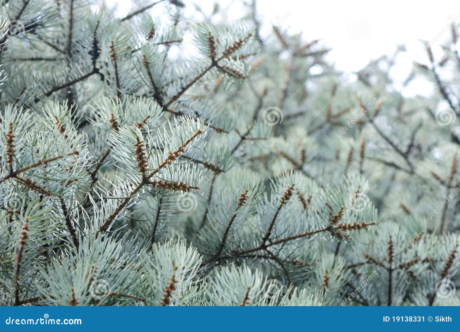 Blauwe Spar stock afbeelding. Image of naald, takken - 19138331