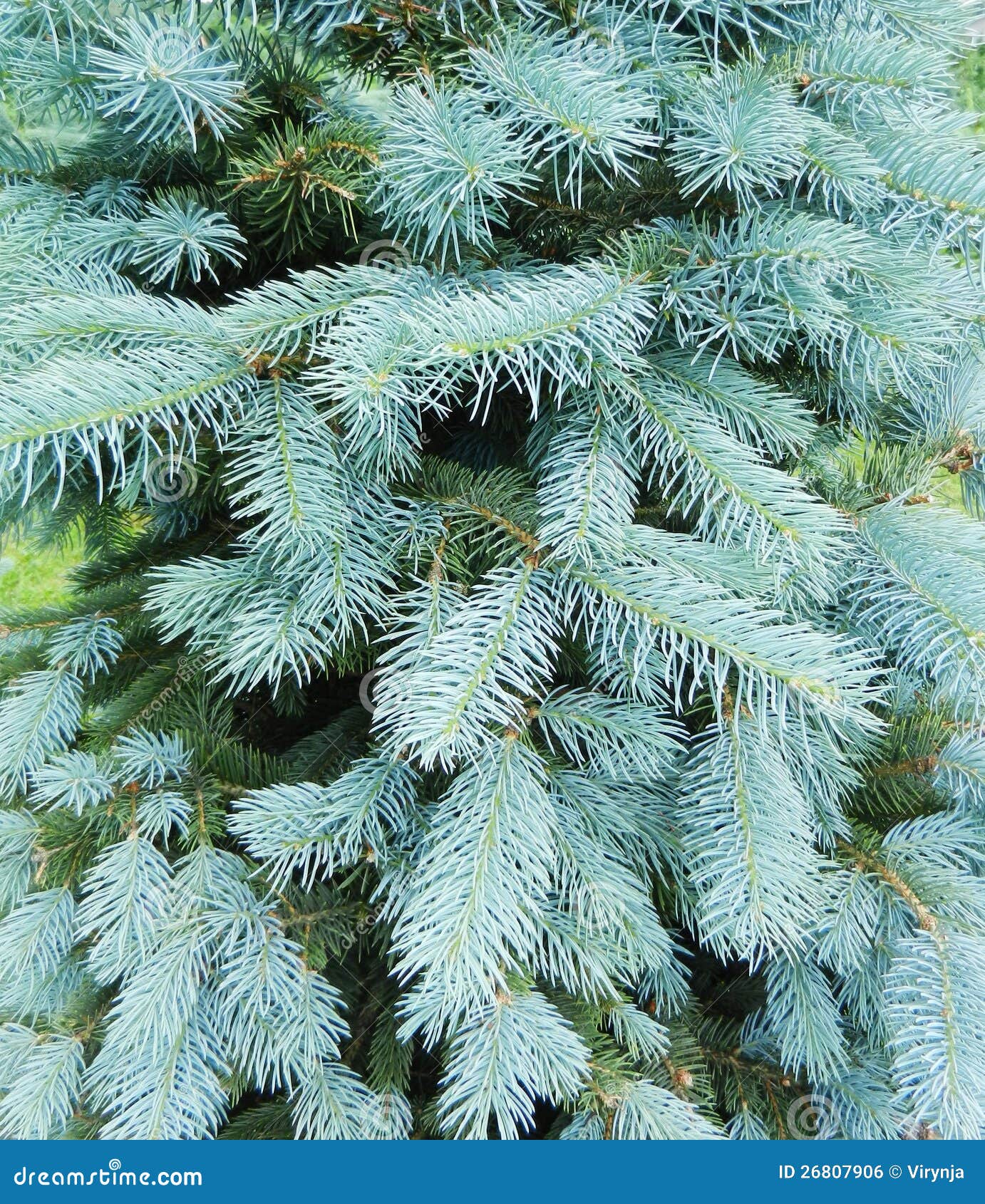 Blauwe spar stock foto. Image of openlucht, naalden, pijnboom - 26807906