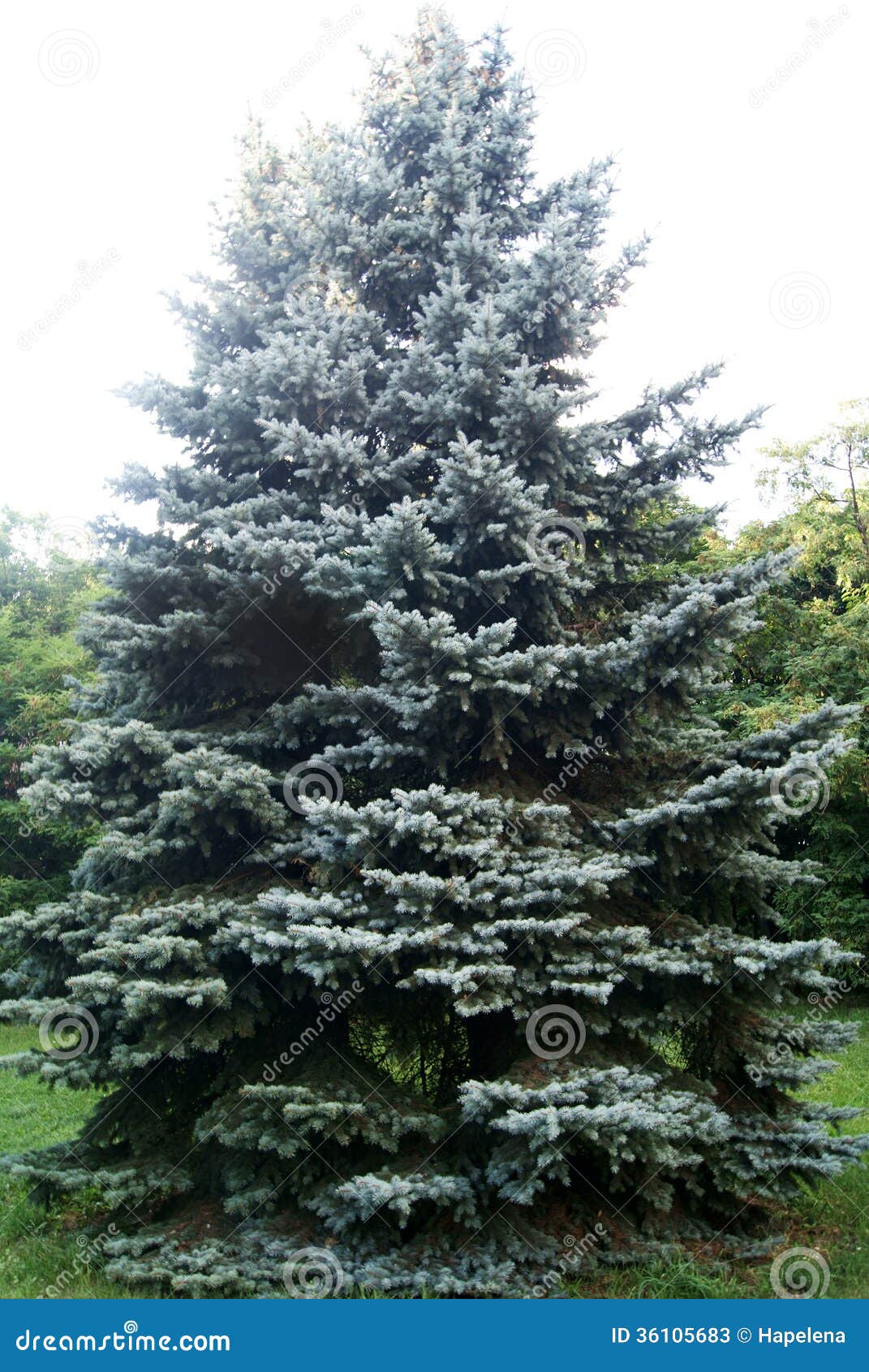 Blauwe spar stock afbeelding. Image of decoratief, nave - 36105683