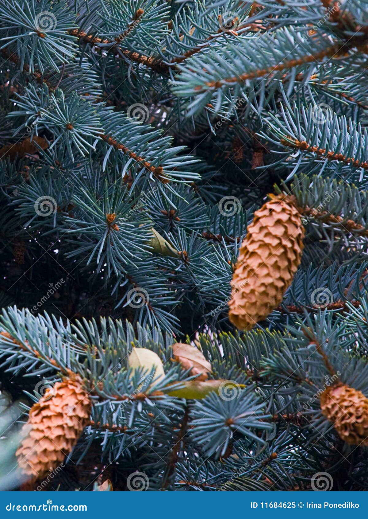 Blauwe sparren stock afbeelding. Image of groen, naald - 11684625