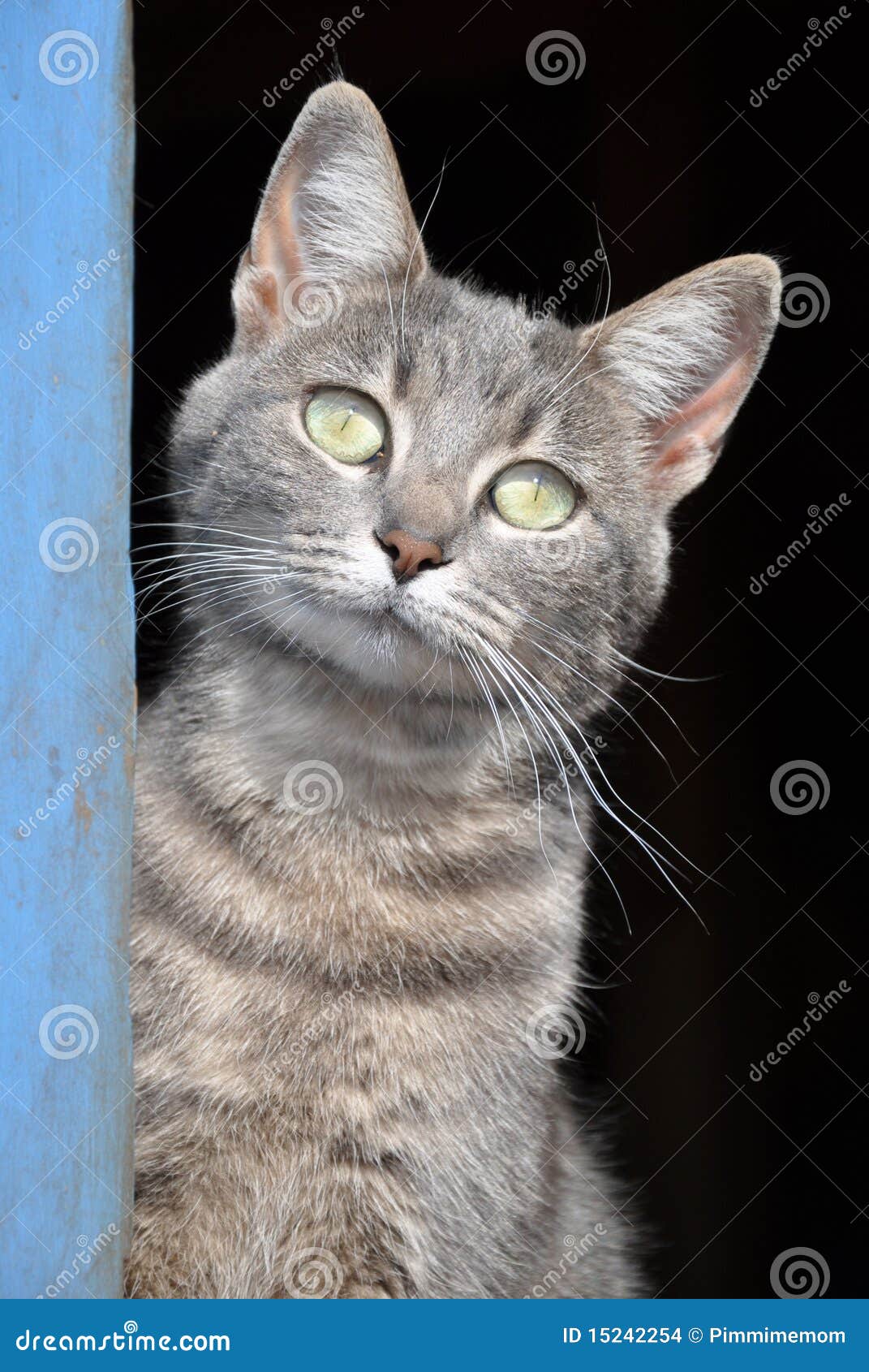 Blauwe Tabby Kat Bij De Deur Stock Foto - Image of schuur, zwart: 15242254