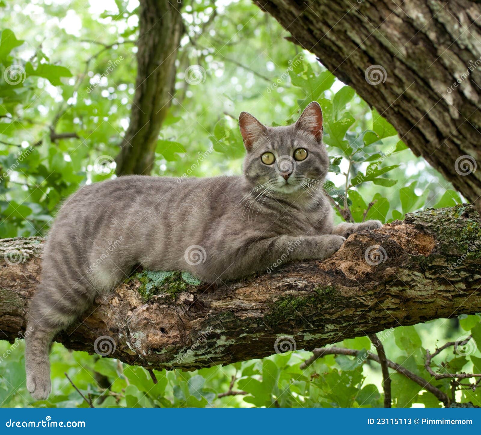 Blauwe Tabby Kat Op Boomtak Stock Afbeelding - Image of blauw, grijs: 23115113