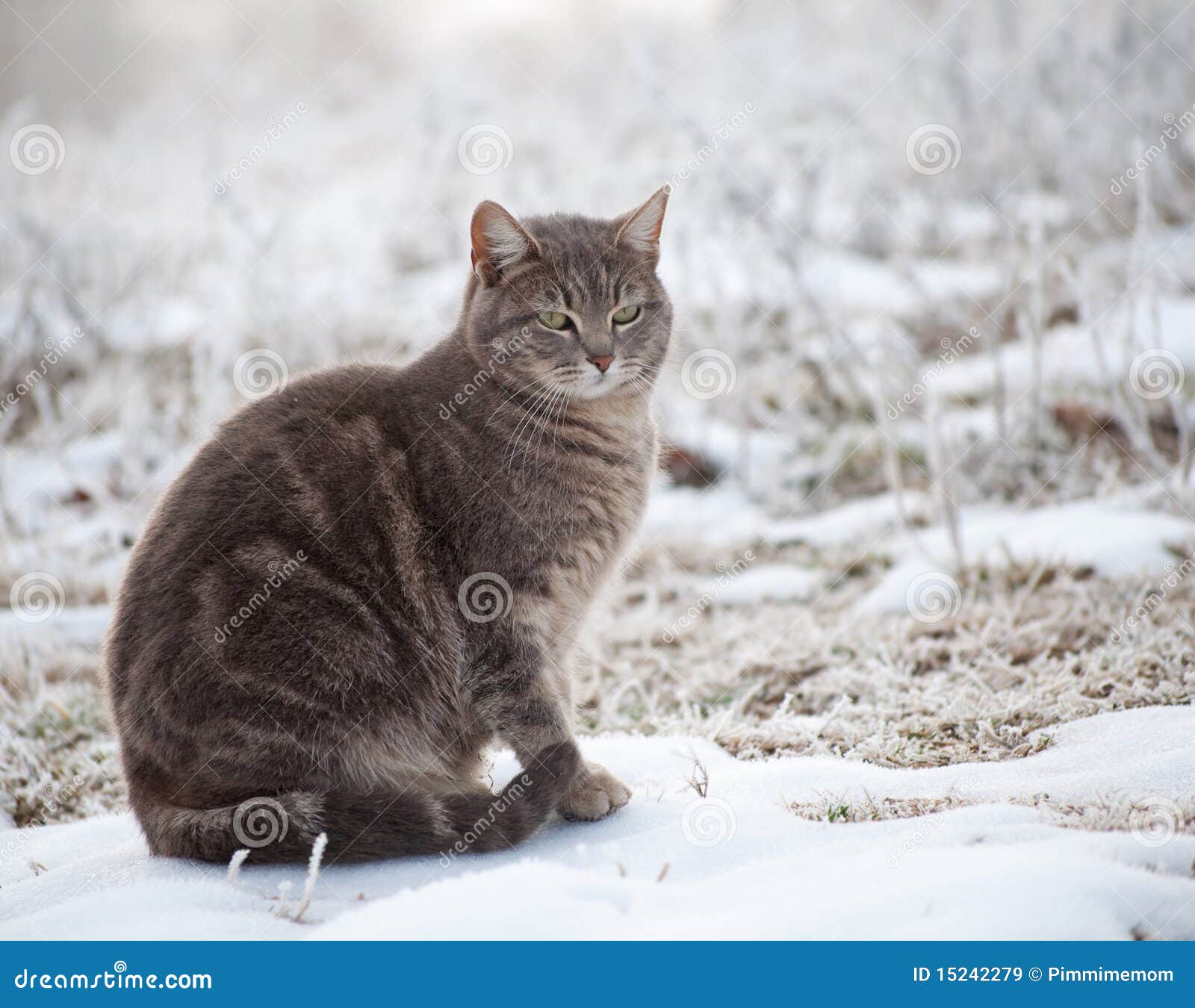 Blauwe tabby kat in sneeuw stock afbeelding. Image of blauw - 15242279