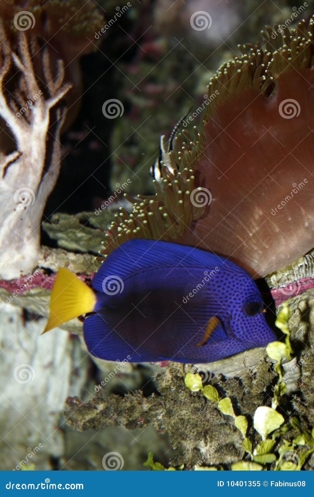 Blauwe tropische vissen stock afbeelding. Afbeelding bestaande uit geel ...