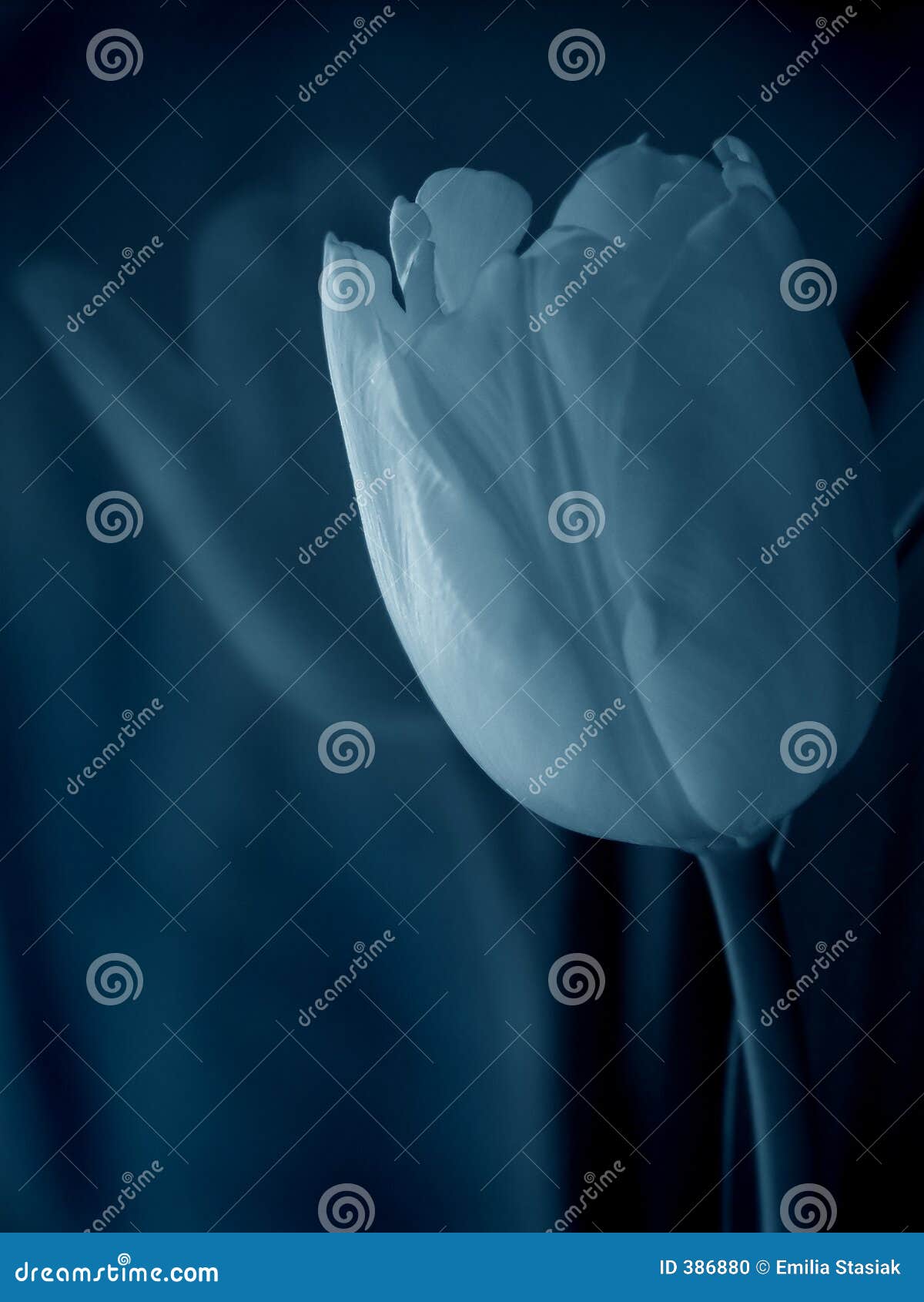 Blauwe tulp stock foto. Image of blauw, zacht, verjaardag - 386880