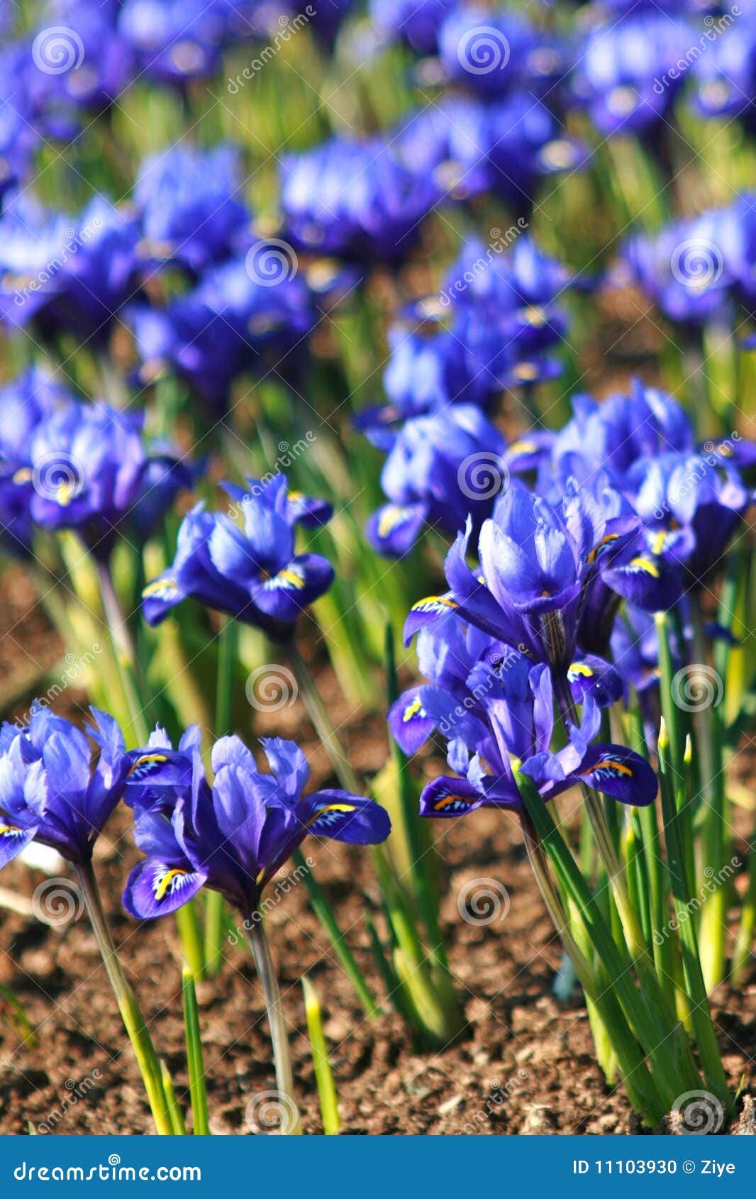 Blauwe Tulpen stock foto. Image of park, installatie - 11103930