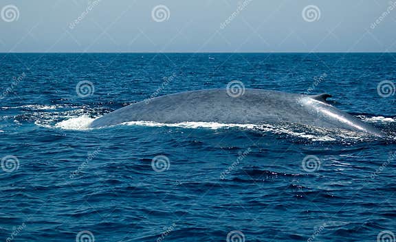 Blauwe vinvis stock afbeelding. Image of bultrug, sprong - 2352683