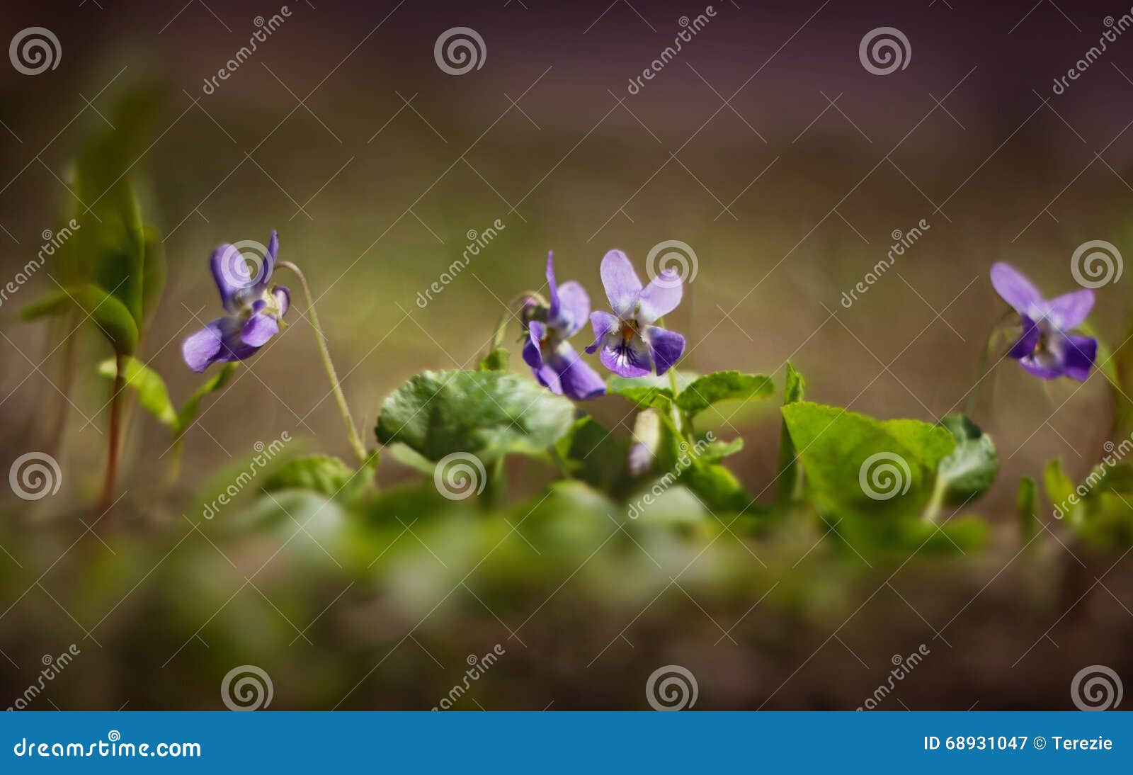 Blauwe viooltjes stock afbeelding. Image of flora, installatie - 68931047