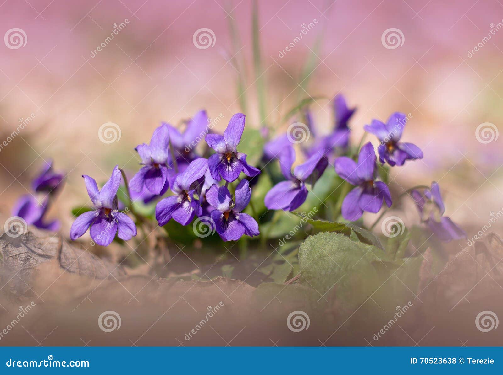 Blauwe viooltjes stock foto. Image of blad, sluit, buiten - 70523638