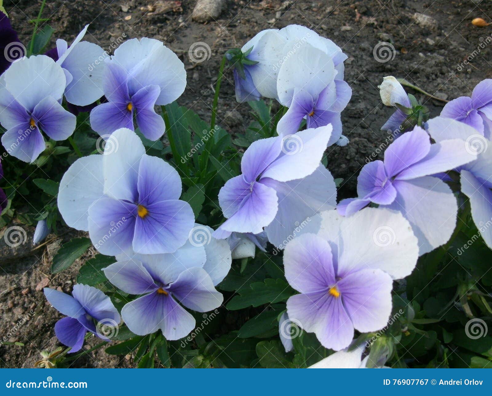 Blauwe viooltjes stock afbeelding. Image of verzacht - 76907767