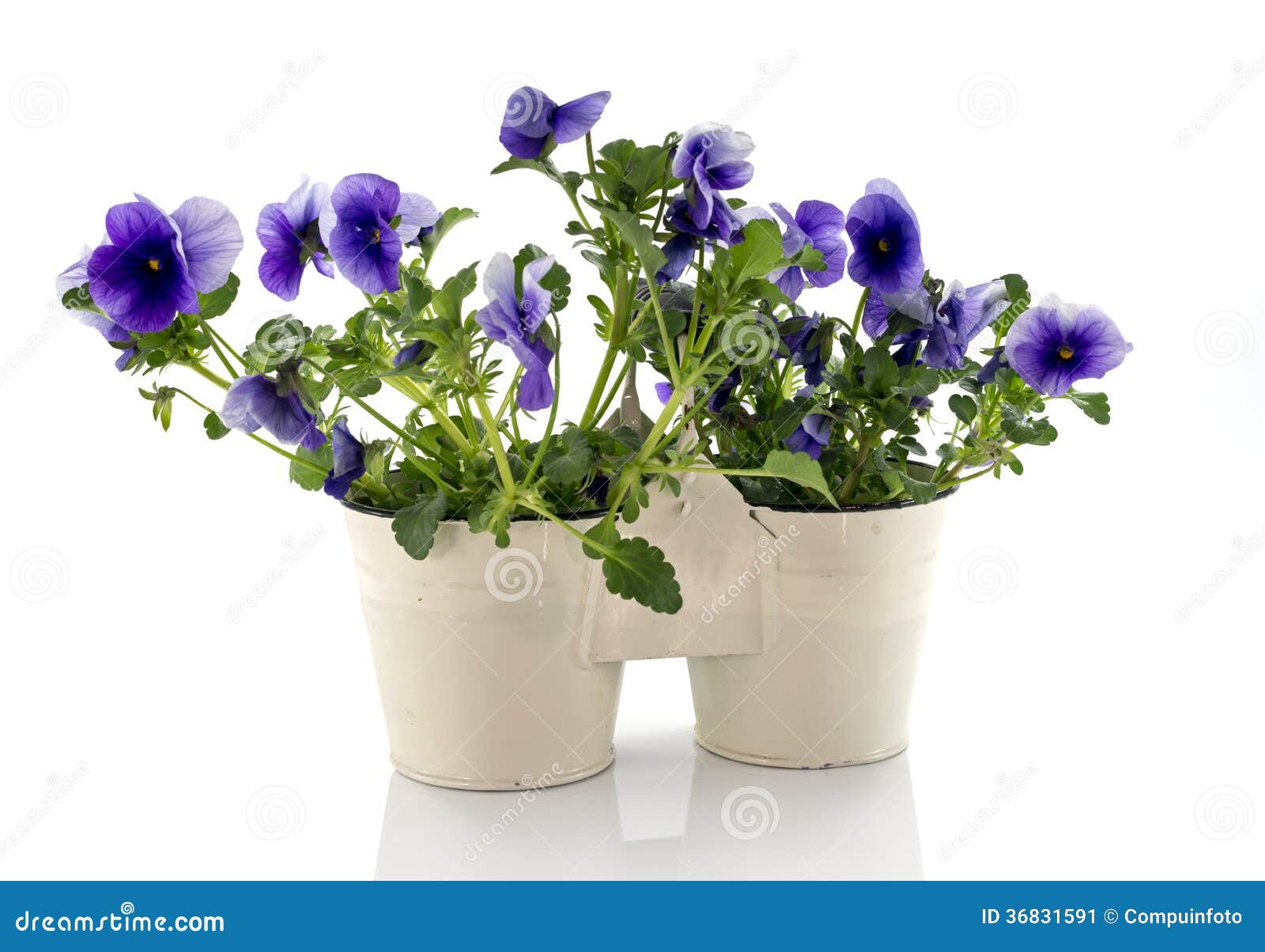 Blauwe Viooltjes in Witte Vazen Stock Afbeelding - Image of heden ...