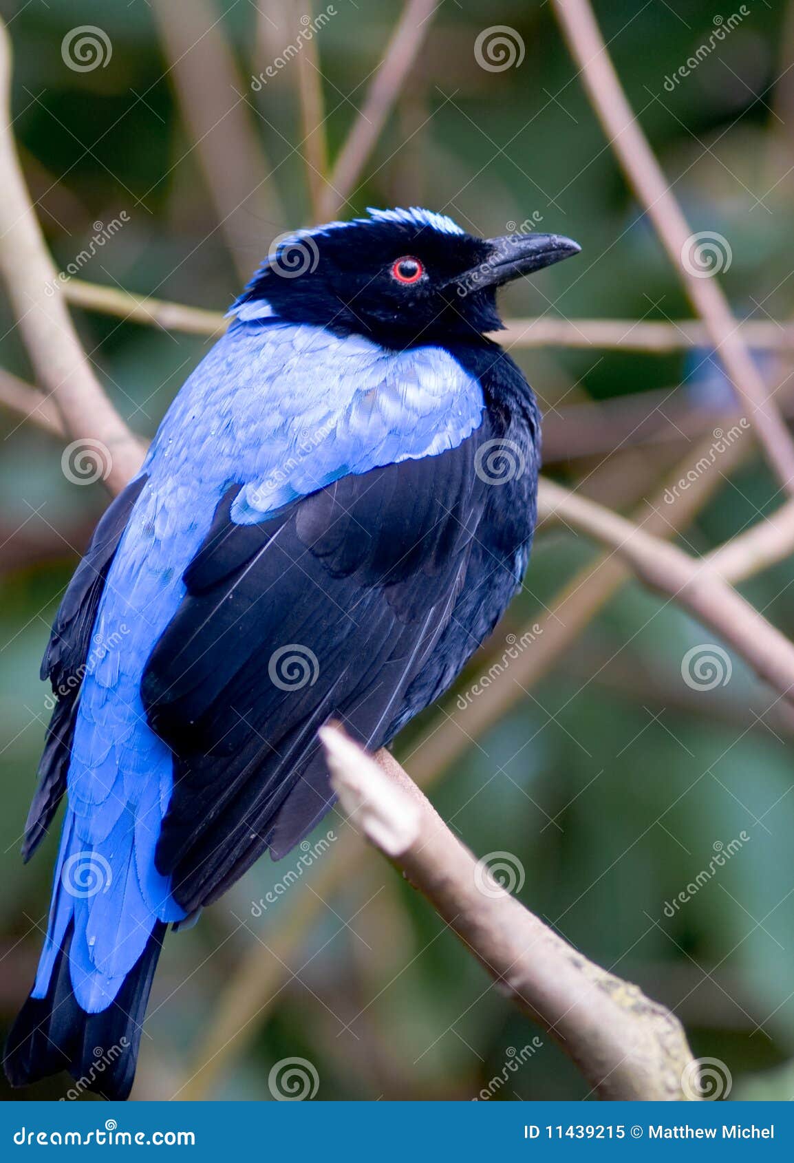 Blauwe Vogel stock afbeelding. Image of vogel, vlucht - 11439215