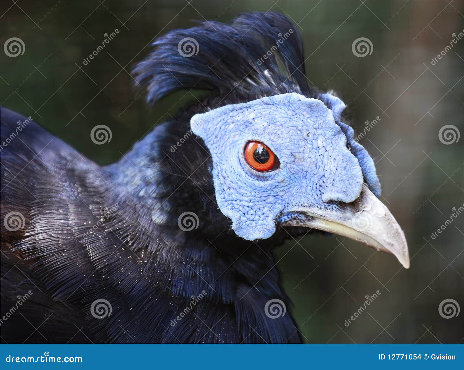 Blauwe Vogel stock foto. Image of mooi, sluit, maleis - 12771054