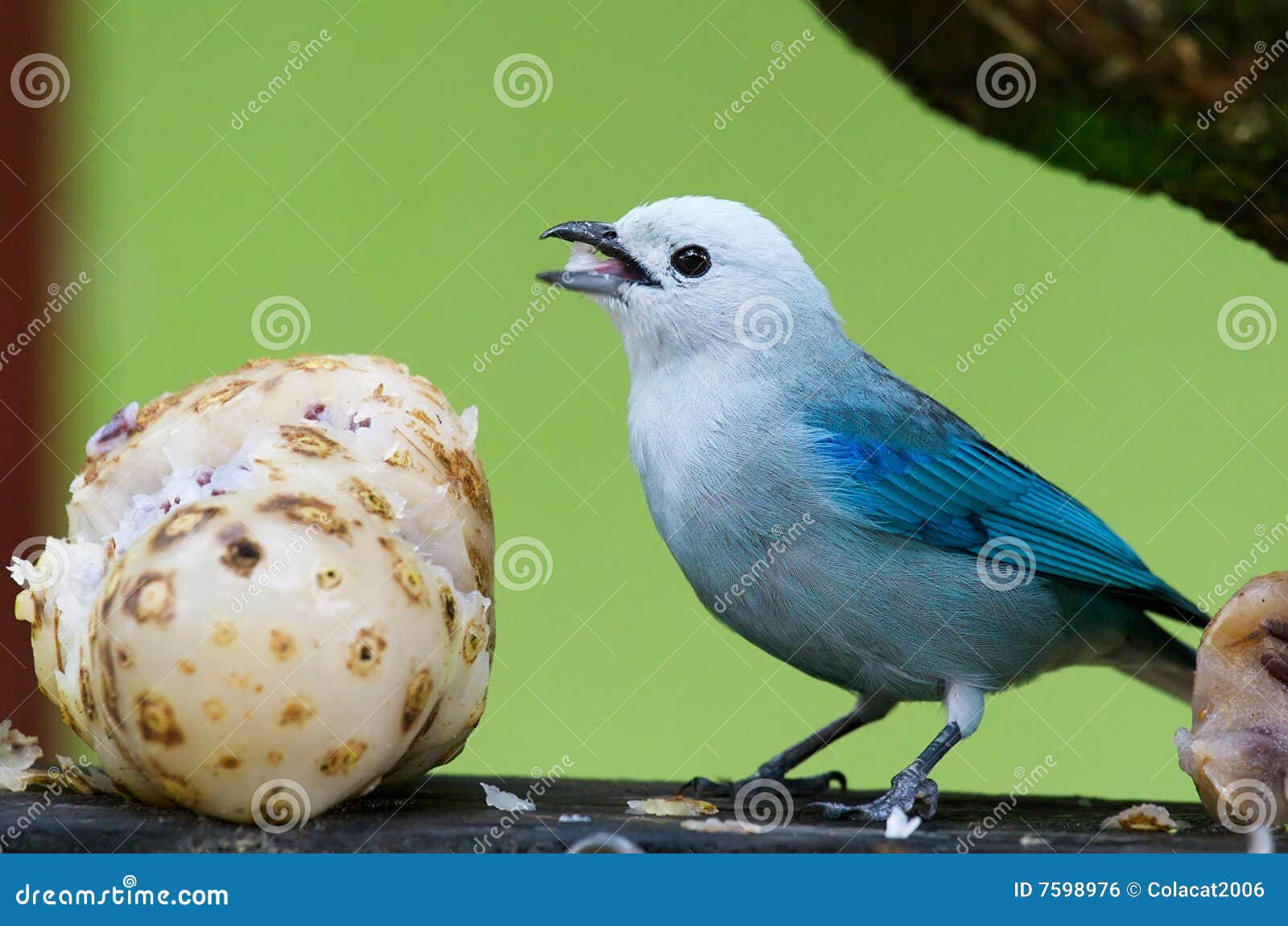 Blauwe vogel stock foto. Image of dorpen, costa, vrucht - 7598976