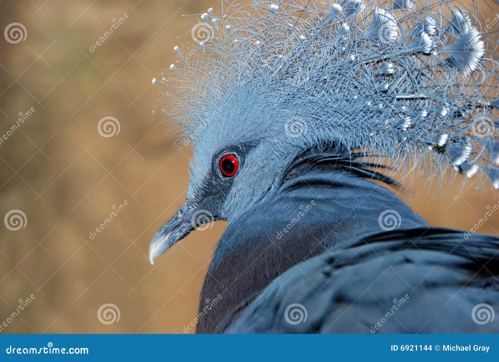 Blauwe vogel met rode ogen stock foto. Image of rood, hoven - 6921144