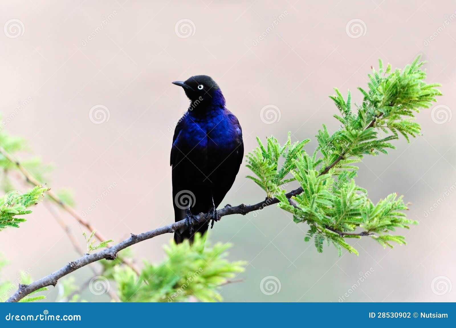 Blauwe vogel van Afrika stock foto. Image of dier, gevederte - 28530902