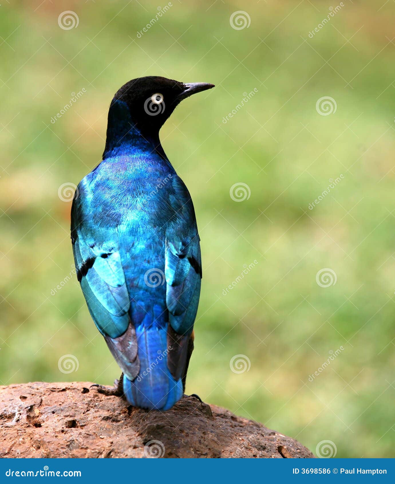 Blauwe Vogel van Afrika stock illustratie. Illustration of zwart - 3698586