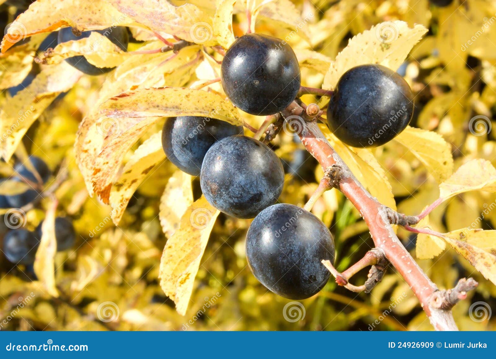 Blauwe vruchten sleedoorn stock afbeelding. Image of warm - 24926909