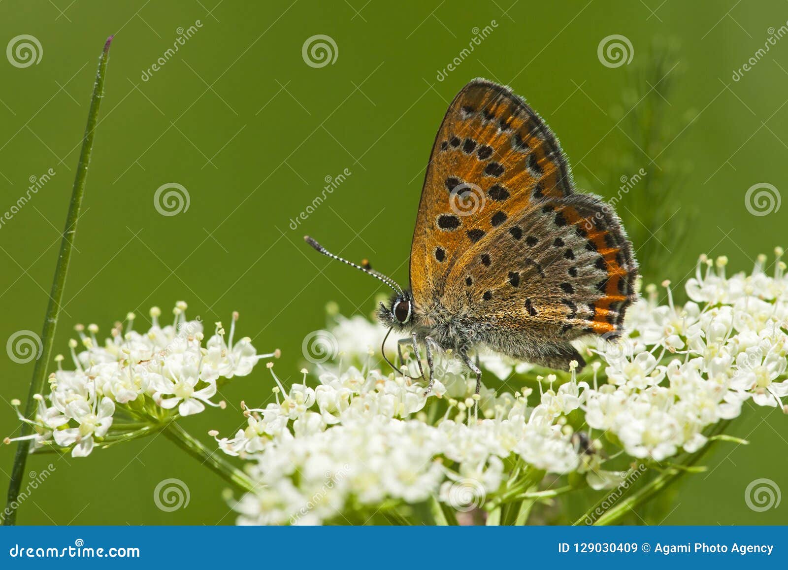 Blauwe Vuurvlinder, Violet Copper, Lycaena Helle Stock Image - Image of ...