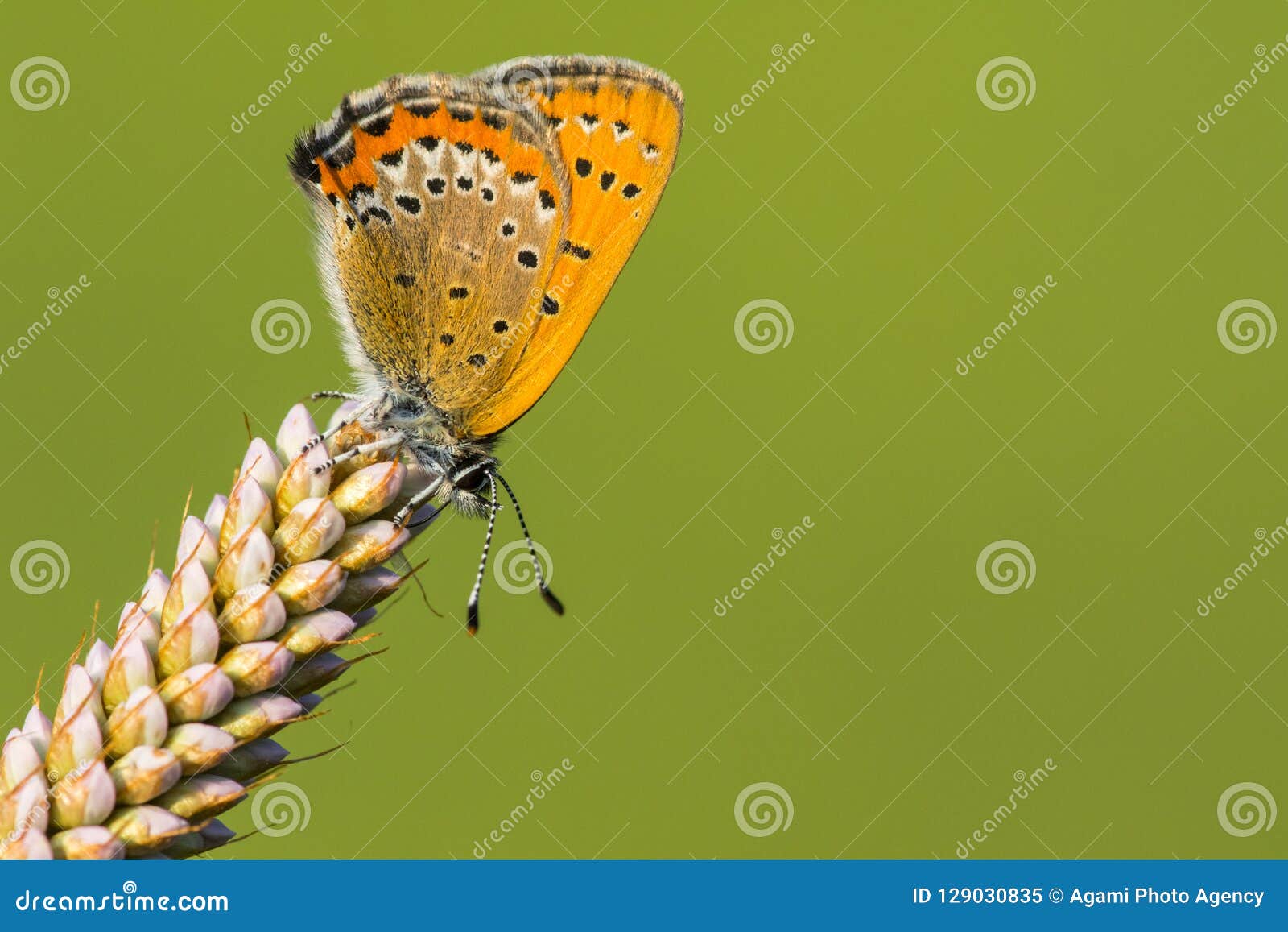 Blauwe Vuurvlinder, Violet Copper, Lycaena Helle Stock Image - Image of ...