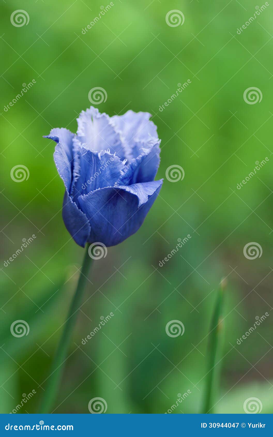 Blauwe zeldzame tulp stock afbeelding. Image of bloei - 30944047