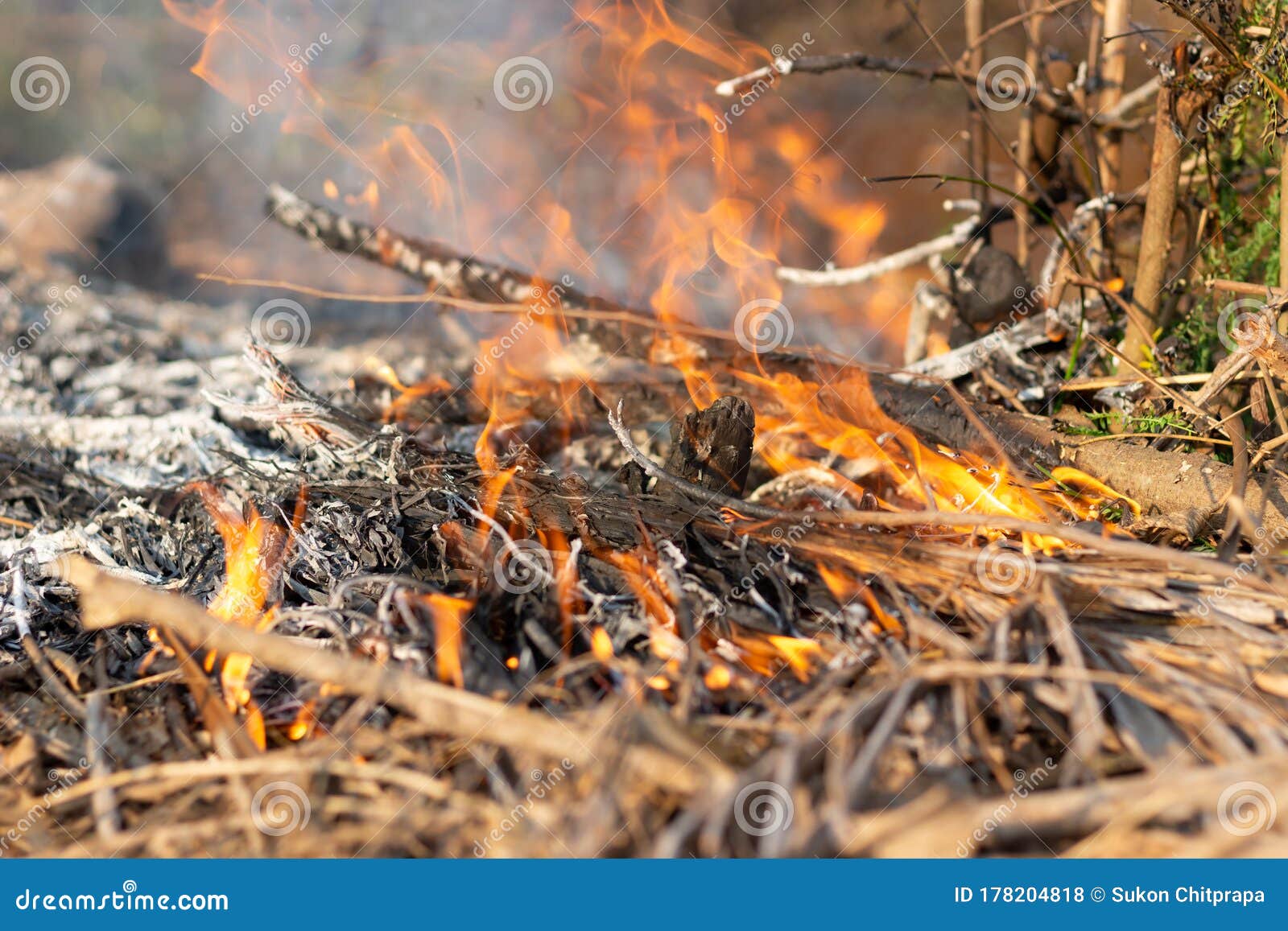 Blaze of Fire on Dry Branch Stock Photo - Image of igniting, blaze ...