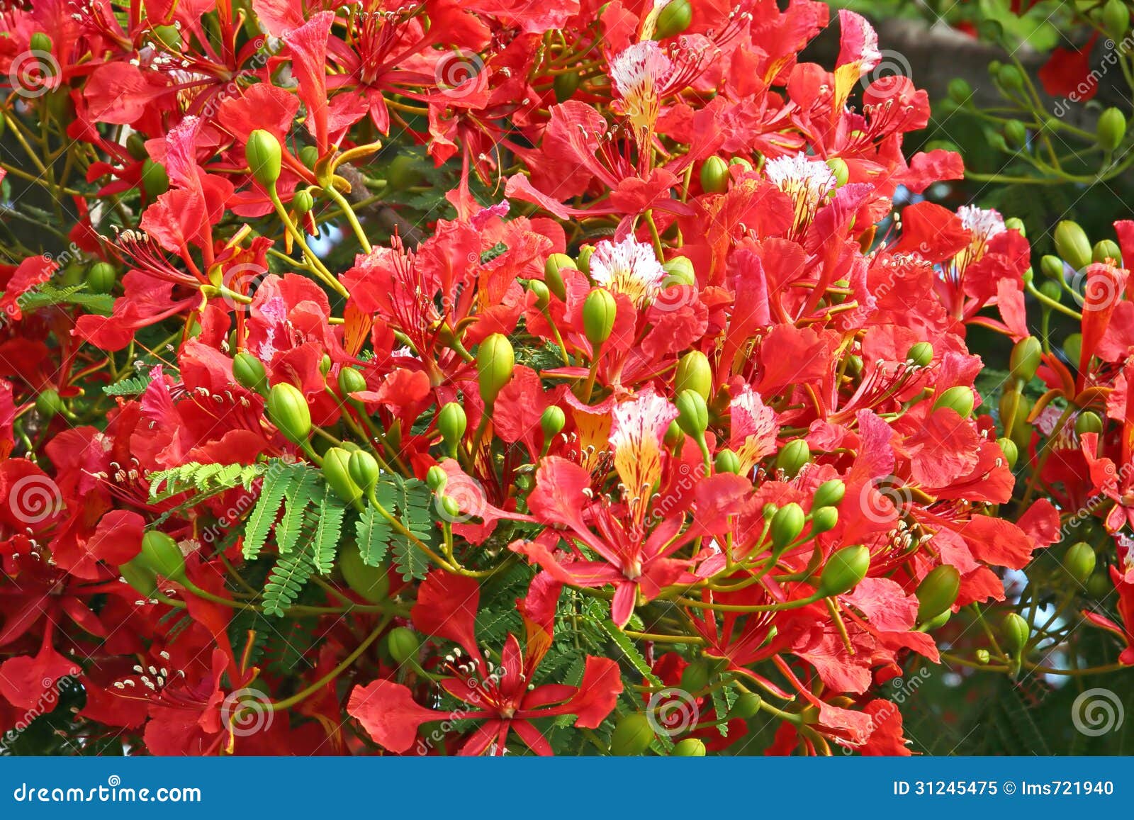 Blazing Flame Tree Delonix Regia Flowers Stock Image - Image of city ...