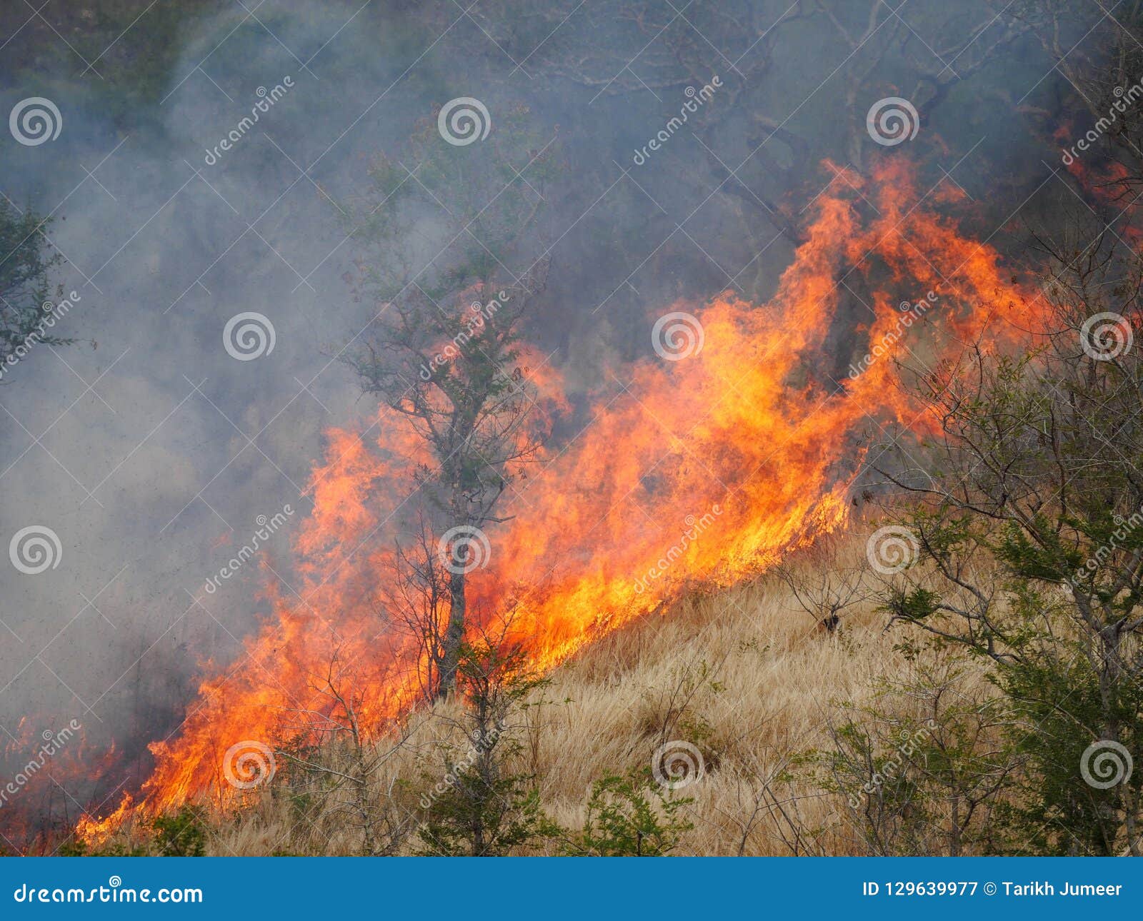 Blazing forest fire stock image. Image of burn, blazing - 129639977