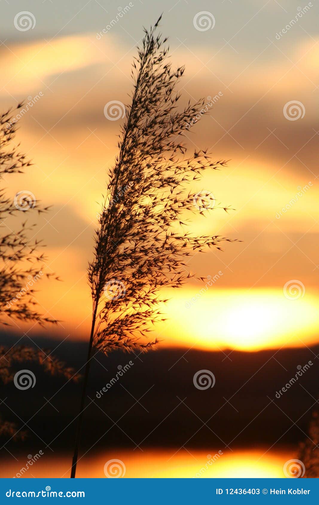 Blazing heat of the sun stock image. Image of reed, evening - 12436403