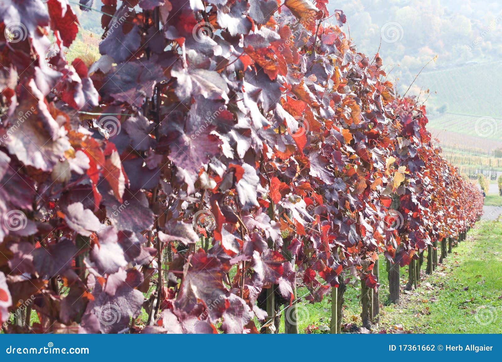 Blazing red stock photo. Image of grape, autumn, agriculture - 17361662