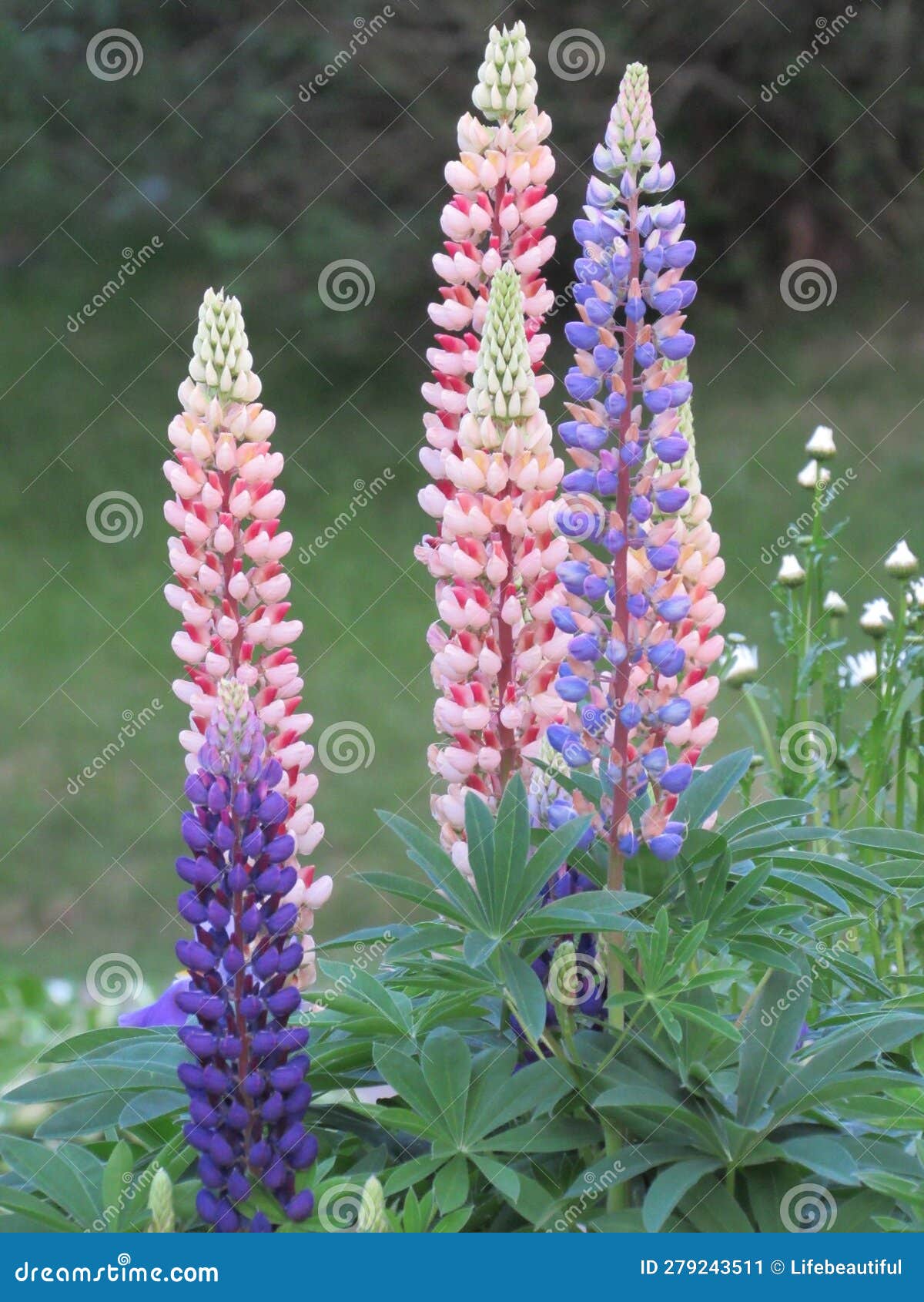 Coloful lupine flowers stock image. Image of petal, prairie - 279243511