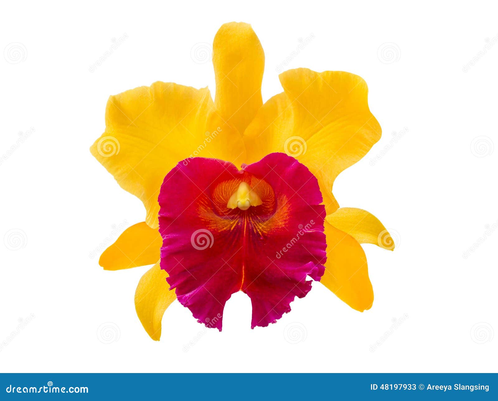 Blc. Patcharee Delight Cattleya Orchid Flower on White Stock Image ...