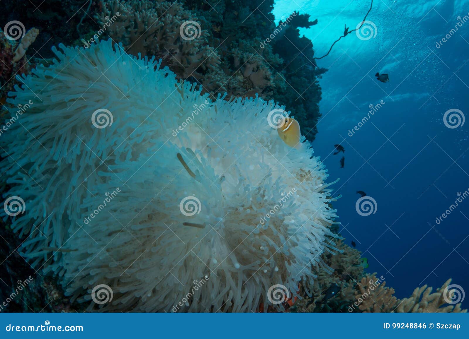 Bleached anemone stock photo. Image of environmental - 99248846