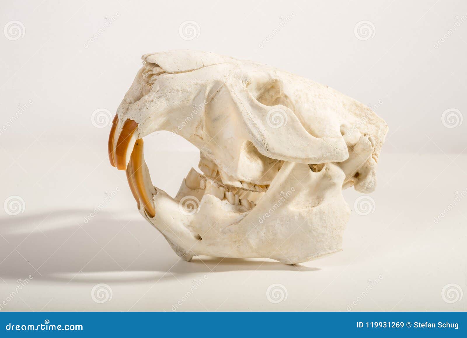 Beaver Skull stock image. Image of canadian, isolated - 119931269