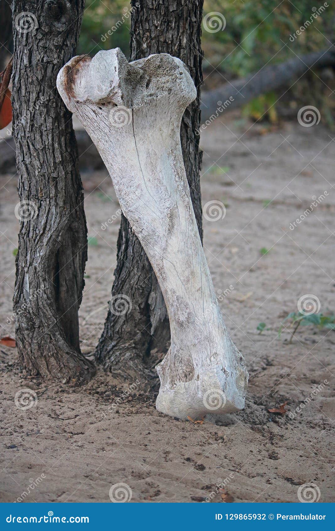 BLEACHED BONE from an AFRICAN ELEPHANT SKELETON Stock Photo - Image of ...