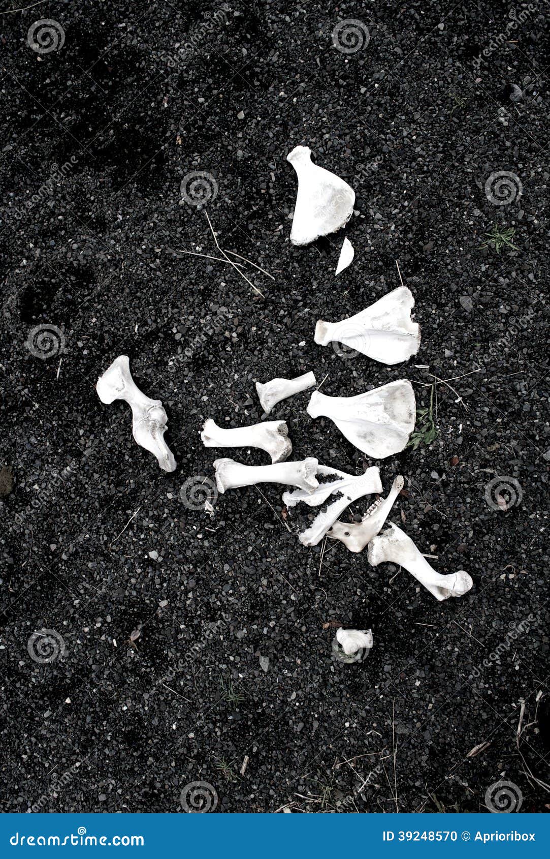 Bleached Bones in the Sand stock photo. Image of death - 39248570