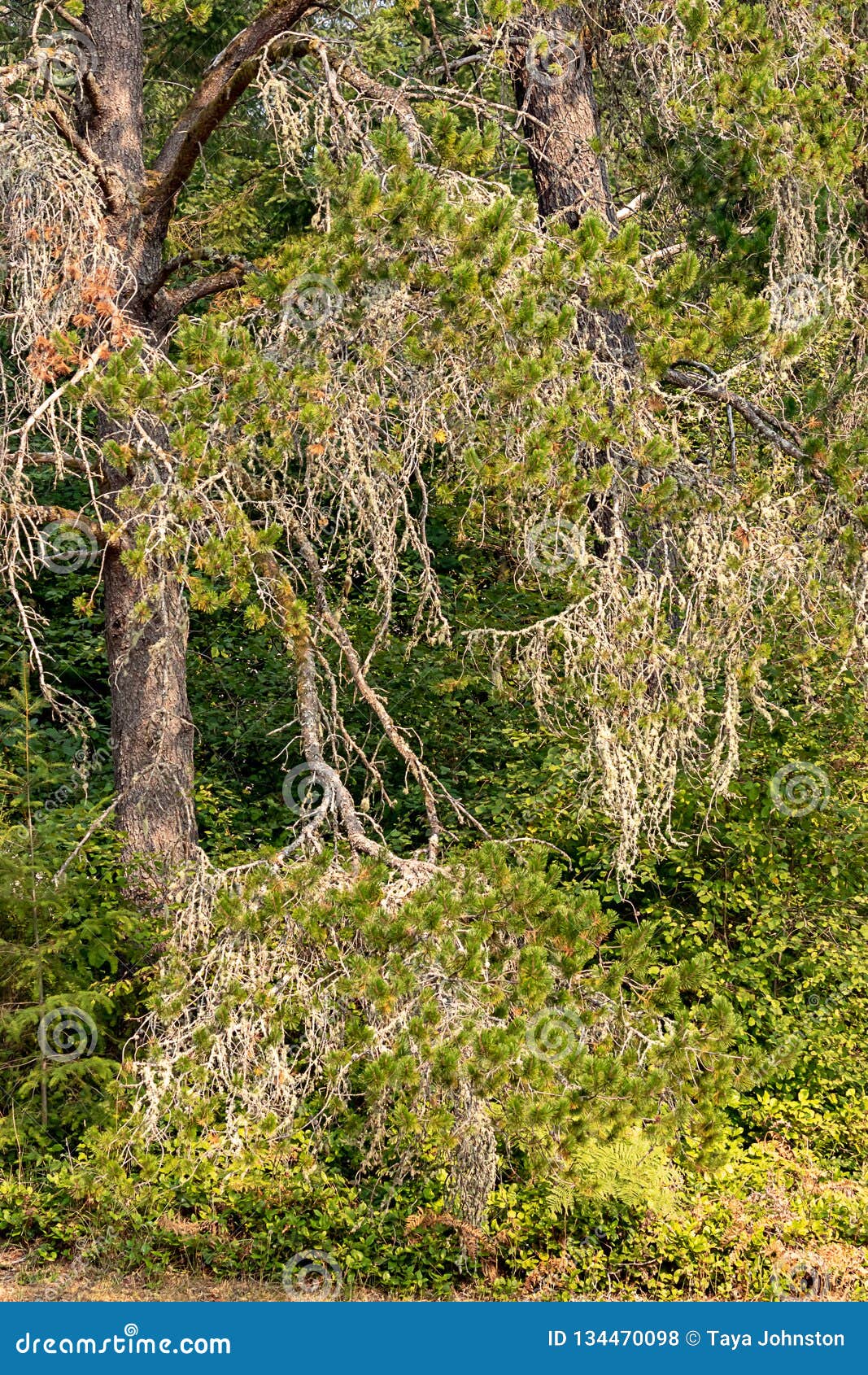 Bleached Branches of Partially Dead Trees Contrast Dark Forest Stock ...