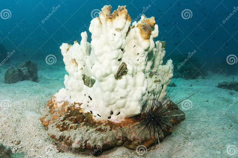 Bleached coral stock image. Image of brain, reef, white - 19582757