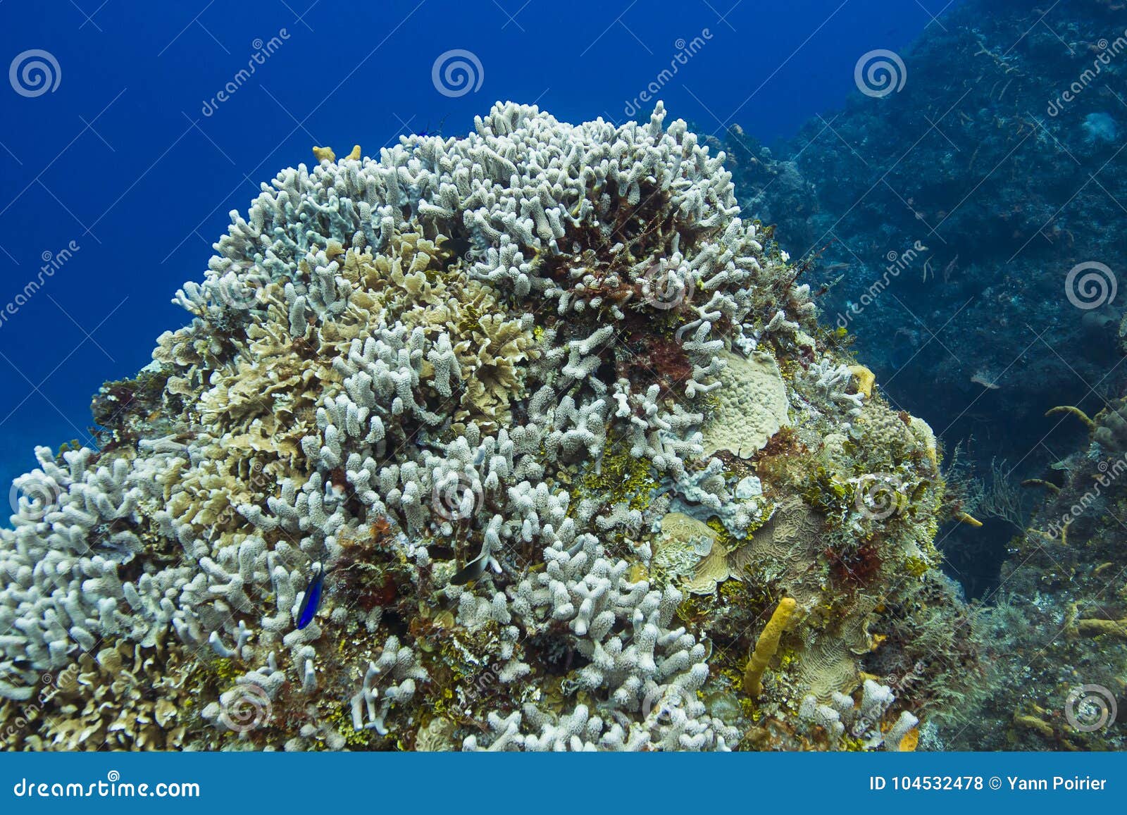 Bleached coral reef stock photo. Image of caribbean - 104532478