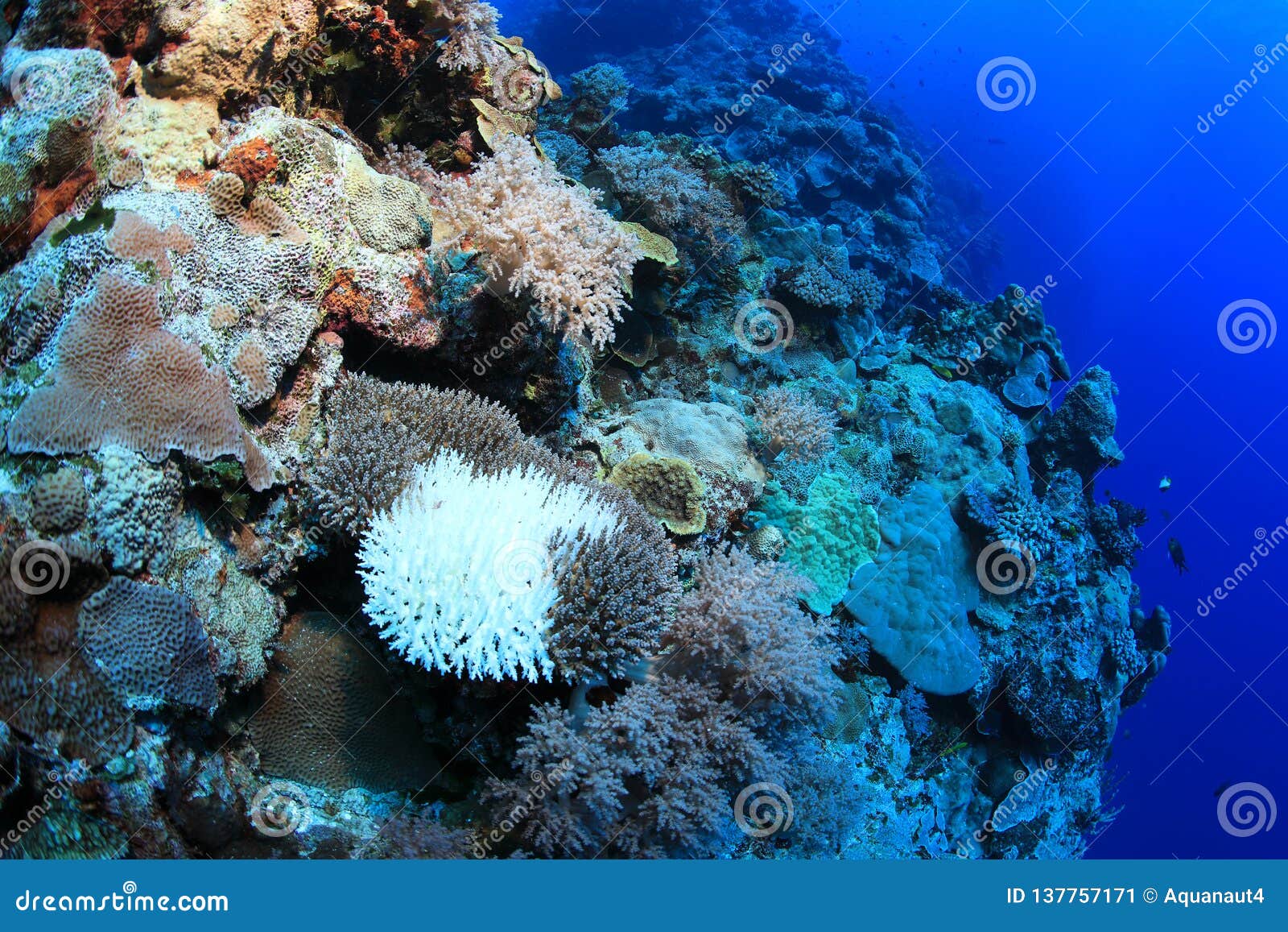 Bleached Coral Underwater in the Great Barrier Reef Stock Image - Image ...