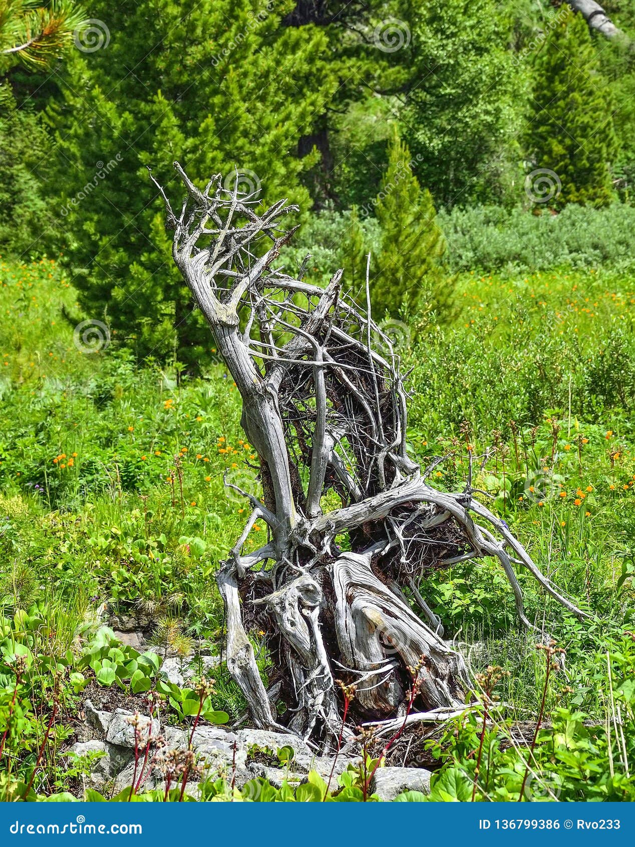 Bleached, Weather-beaten, Twisted Driftwood of Pine Tree in Mountain ... Bleached, Weather-beaten, Twisted Driftwood of Pine Tree in Mountain ...