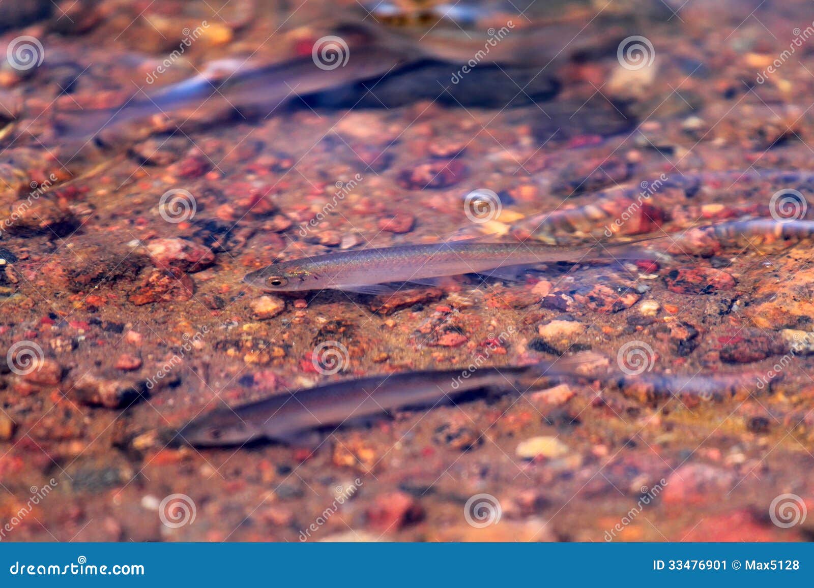 Bleak fish stock image. Image of water, freshwater, alburnus - 33476901