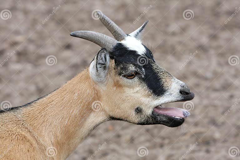 Bleating Goat stock photo. Image of furry, nature, fauna - 7480338