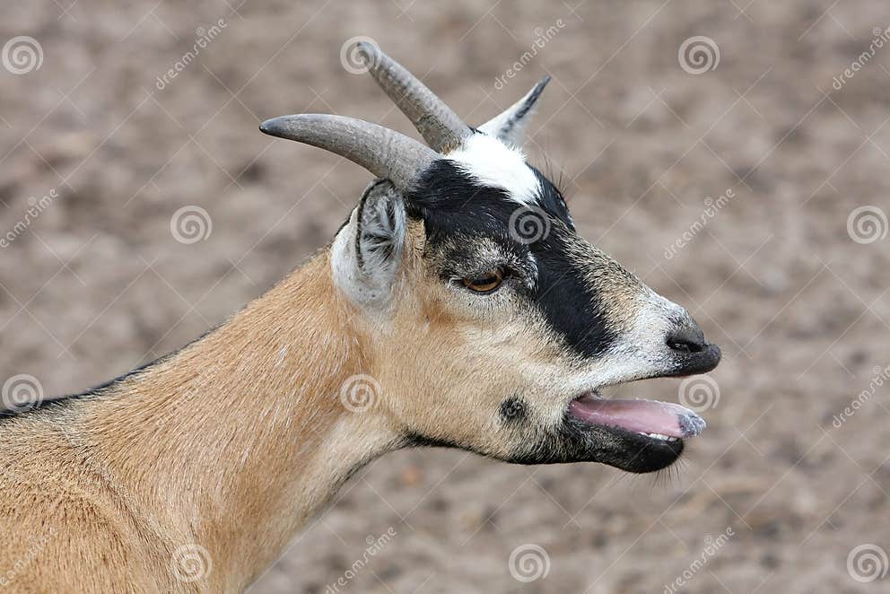 Bleating Goat stock photo. Image of furry, nature, fauna - 7480338