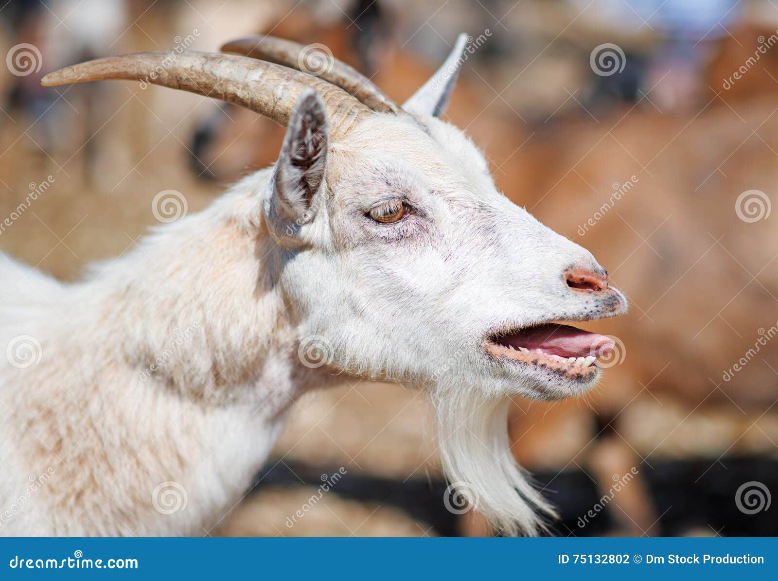 Bleating goat. stock photo. Image of young, closeup, domestic - 75132802