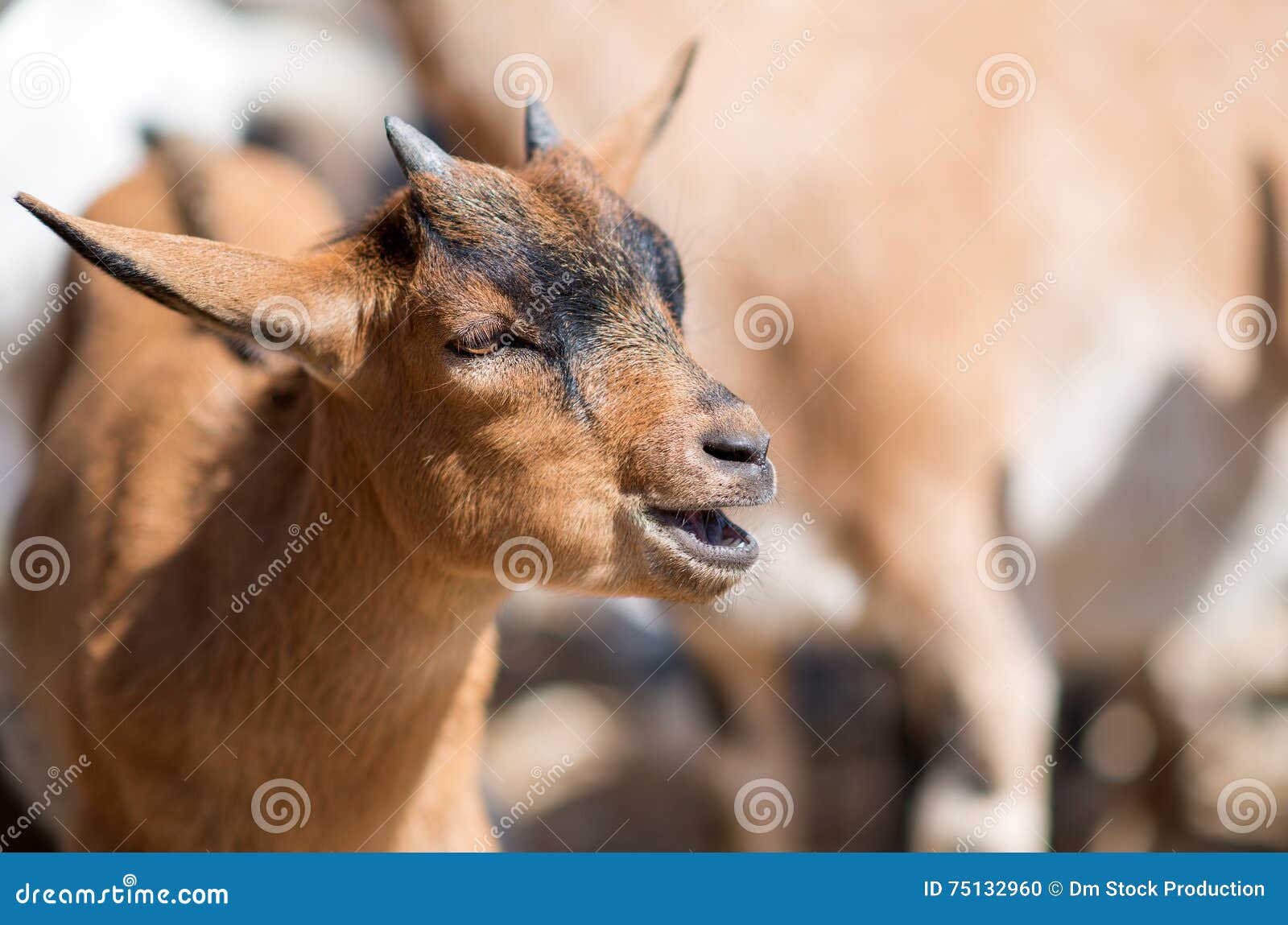 Bleating goat. stock photo. Image of farming, horn, goatling - 75132960
