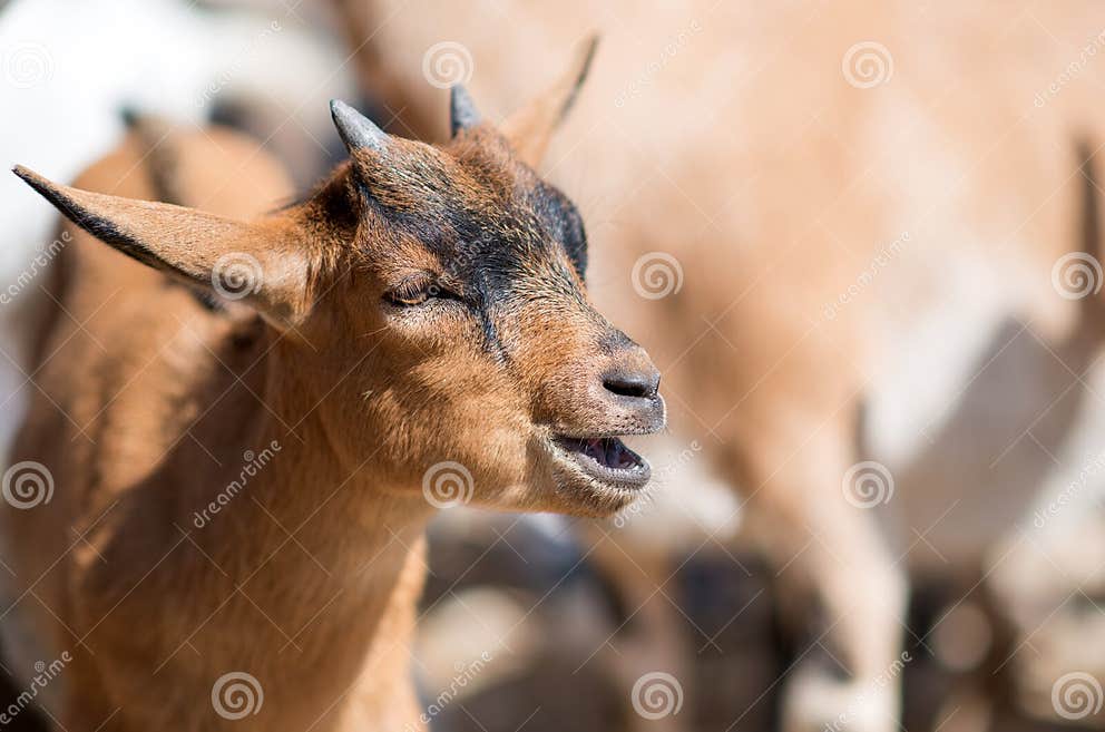 Bleating goat. stock photo. Image of farming, horn, goatling - 75132960